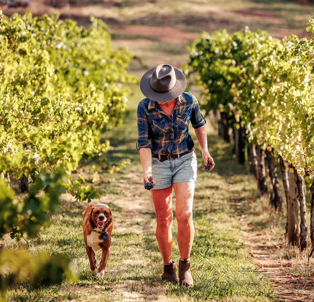 Vines – Mayford Wines – Porepunkah Victoria